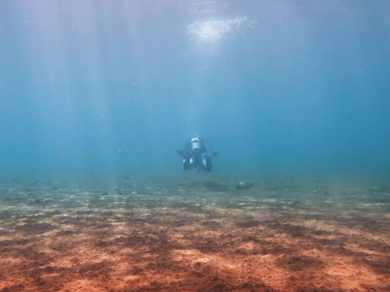 Diving Dauin: Ultimate Guide To Muck Diving In Dumaguete