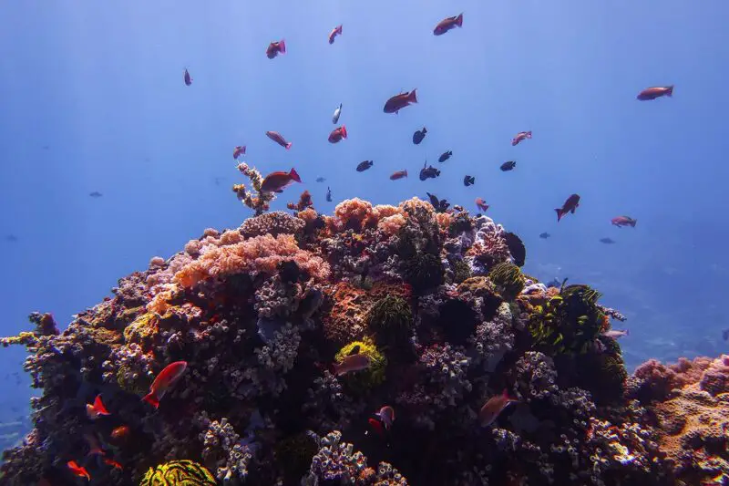 Scuba Diving In Anilao, Batangas, Philippines: Complete Guide