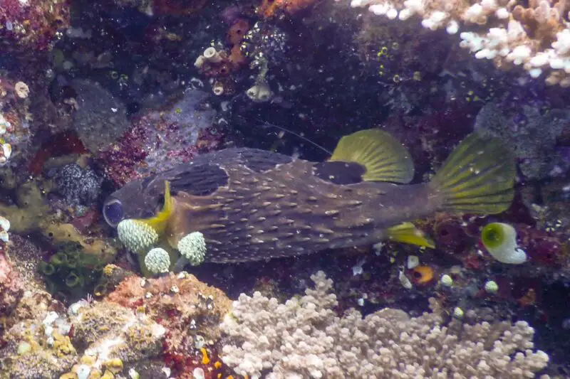 Scuba Diving In Anilao, Batangas, Philippines: Complete Guide