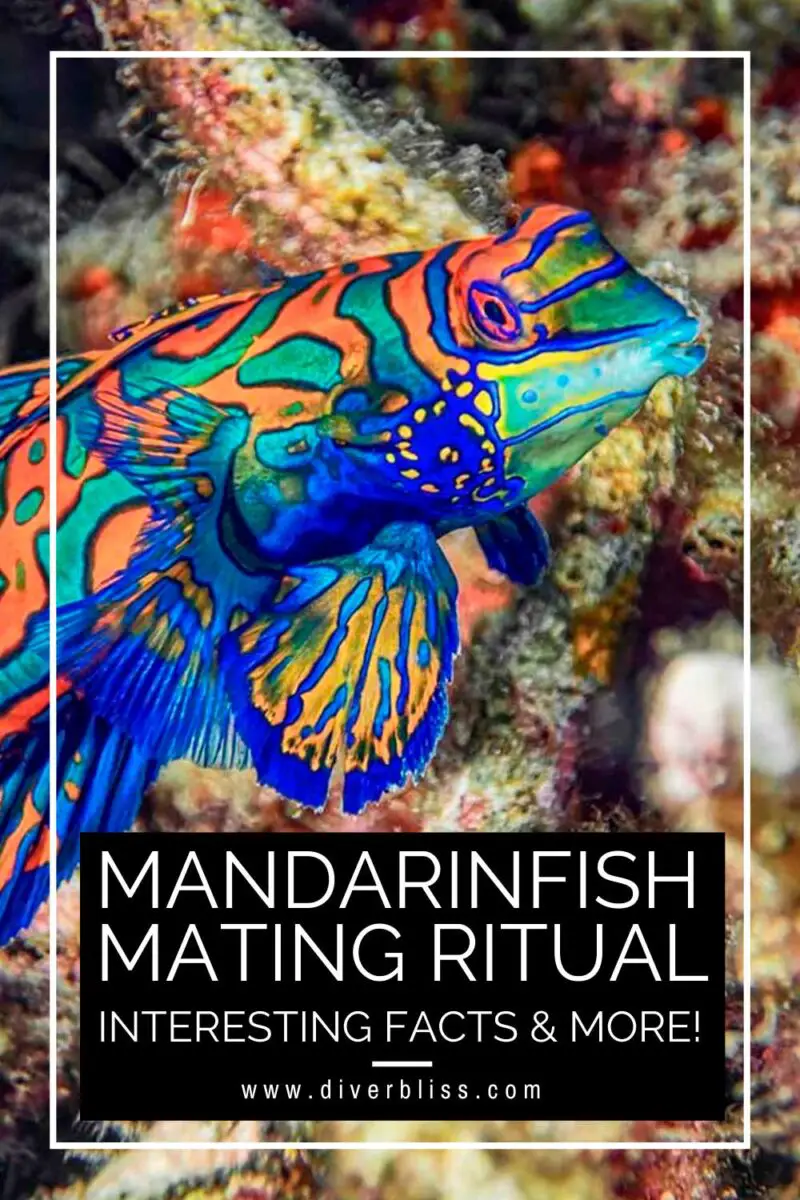 Mandarin Fish Mating: I've Witnessed What Happens!