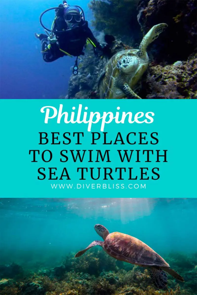 Swim With Sea Turtles In The Philippines: 6 Best Places To Encounter Them