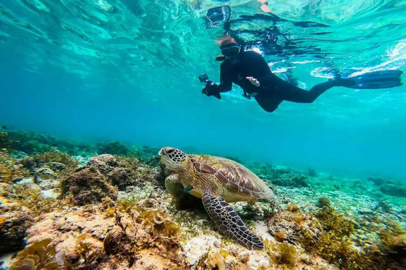 Swim With Sea Turtles In The Philippines: 6 Best Places To Encounter Them