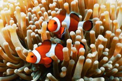 6 Fascinating Mutualism Examples In The Ocean That Are #RelationshipGoals
