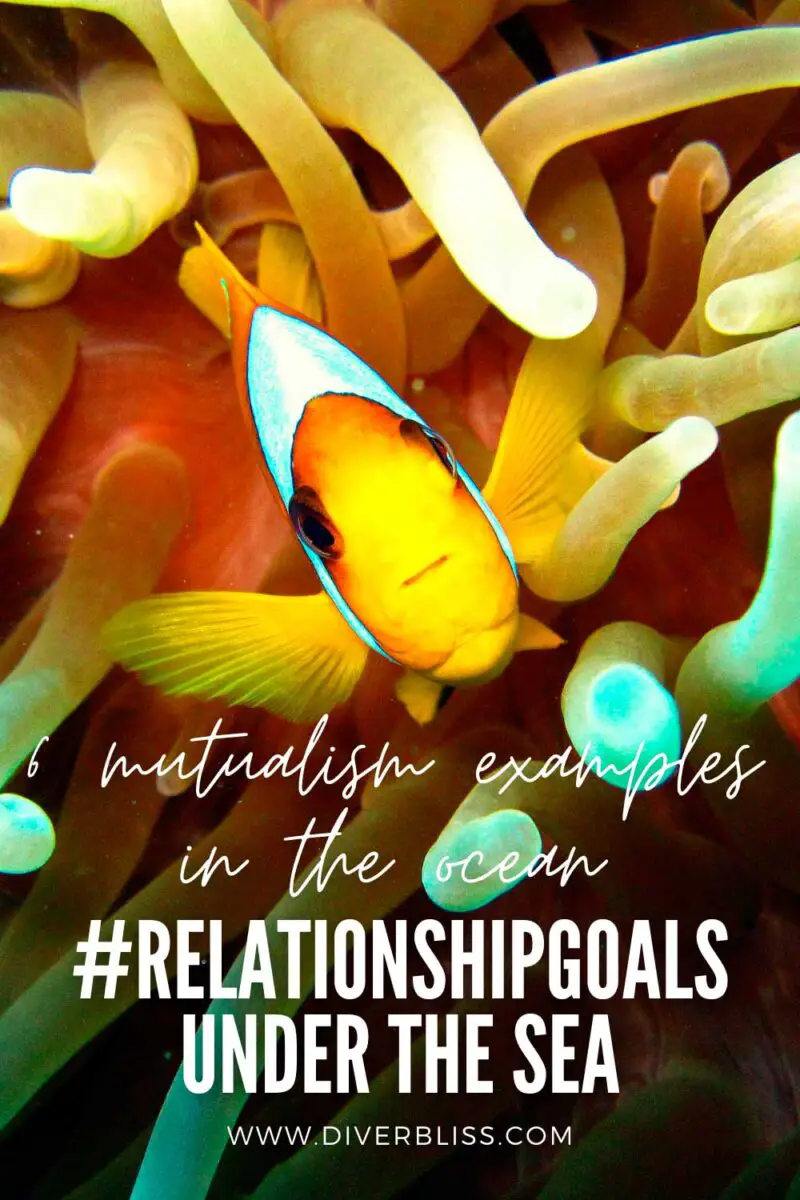 6 Fascinating Mutualism Examples In The Ocean That Are #RelationshipGoals