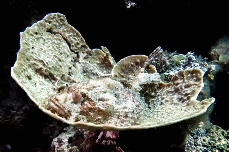 15 Dangerous Sea Creatures In The Philippines