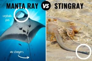 Manta Ray Vs Stingray: How To Tell Them Apart (+ Pictures)