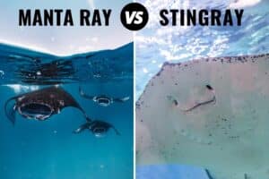 Manta Ray Vs Stingray: How To Tell Them Apart (+ Pictures)
