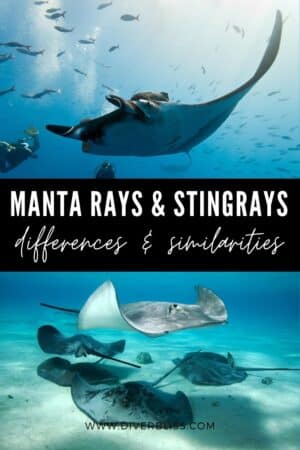 Manta Ray Vs Stingray: How To Tell Them Apart (+ Pictures)
