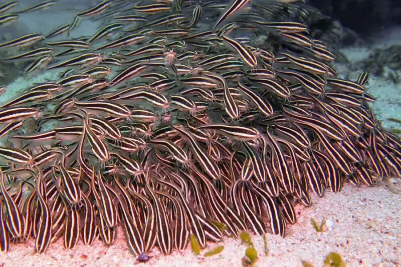 15 Dangerous Sea Creatures In The Philippines