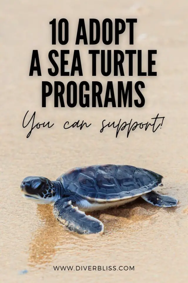 10 Best Adopt A Sea Turtle Programs That Are Turtley Awesome