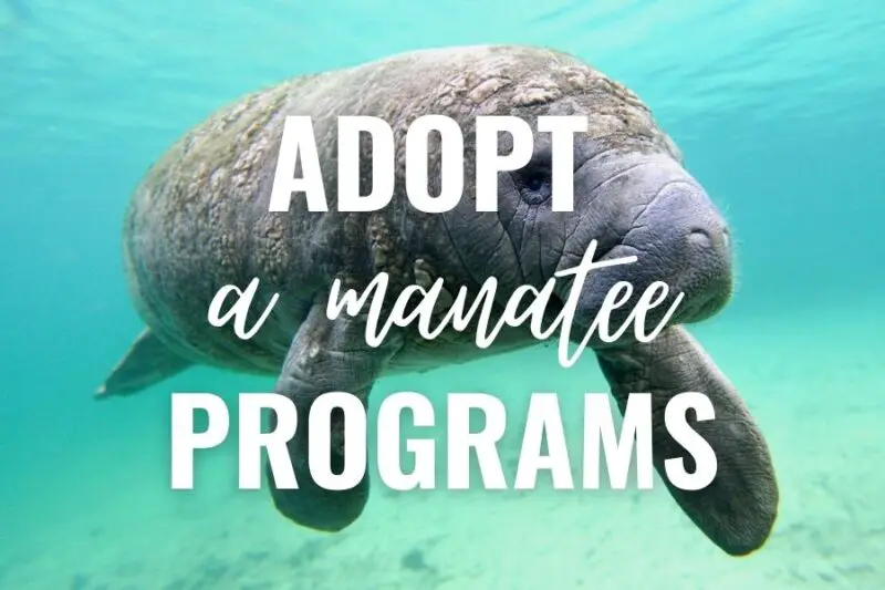 7 Best Adopt A Manatee Programs