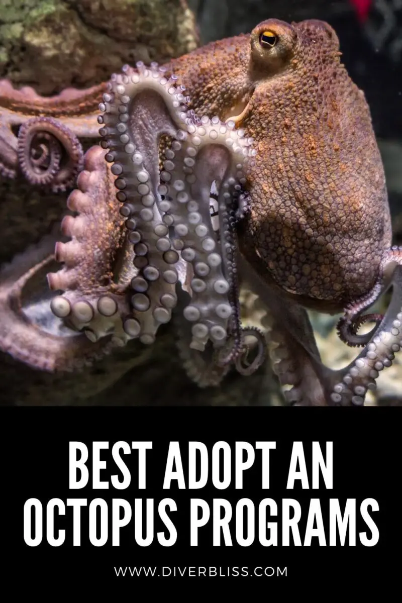 8 Best Adopt An Octopus Programs For Cephalopod Lovers
