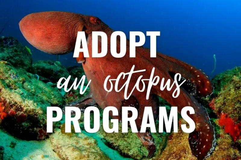 8 Best Adopt An Octopus Programs For Cephalopod Lovers