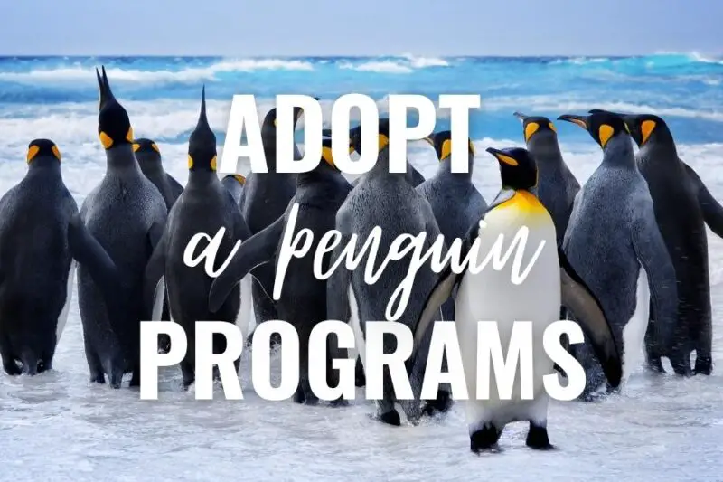 10 Best Adopt A Penguin Programs That Save The Adorable Sea Birds