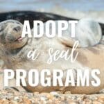10 Best Adopt A Coral Reef Programs That Save Our Oceans