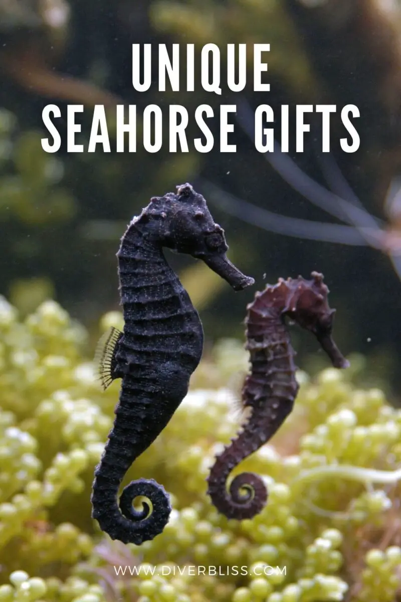 21 Unique Seahorse Gifts: What To Give Seahorse Lovers