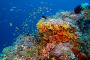 Scuba Diving Mactan And Olango Island In Cebu