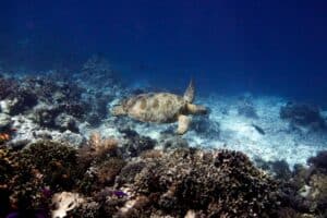 Tubbataha Reefs Diving Guide For Scuba Divers