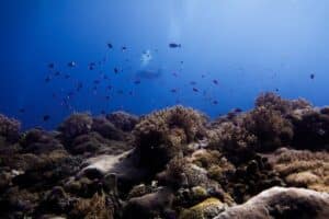 Tubbataha Reefs Diving Guide For Scuba Divers