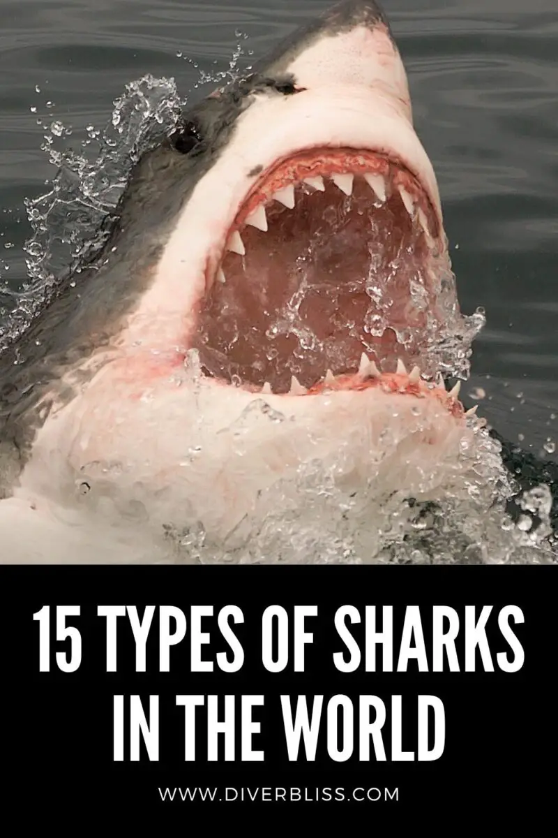 Top 15 Coolest Types Of Sharks In The World