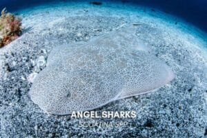 Top 15 Coolest Types Of Sharks In The World