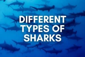 Top 15 Coolest Types Of Sharks In The World