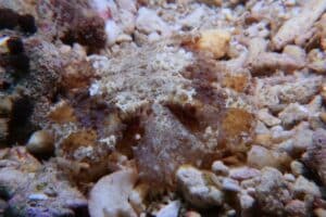 Scuba Diving Romblon: Underwater Macro Paradise In The Philippines ...