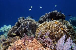 Scuba Diving Romblon: Underwater Macro Paradise In The Philippines ...