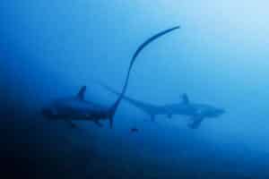 Thresher Shark Diving In Malapascua, Cebu: Ultimate Guide 2024