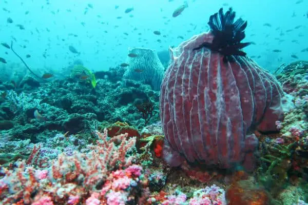 Diving Puerto Galera: Guide For Scuba Divers