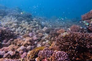 Diving Puerto Galera: Guide For Scuba Divers