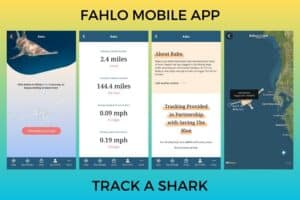 The Coolest Shark Tracking Bracelet: 5 Reasons To Love It