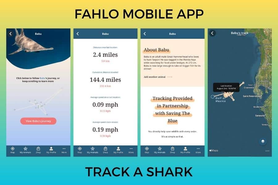 The Coolest Shark Tracking Bracelet: 5 Reasons To Love It