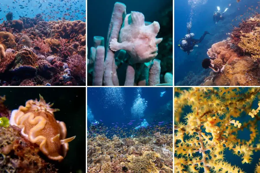 Sogod Bay Scuba Diving Trip For March 2025