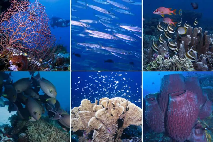 Tubbataha Reefs Liveaboard With M/y Dolphin (May 2025) | Diver Bliss