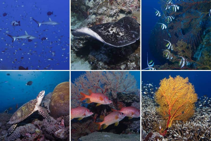 Tubbataha Reefs Liveaboard With M/y Dolphin (May 2025) | Diver Bliss
